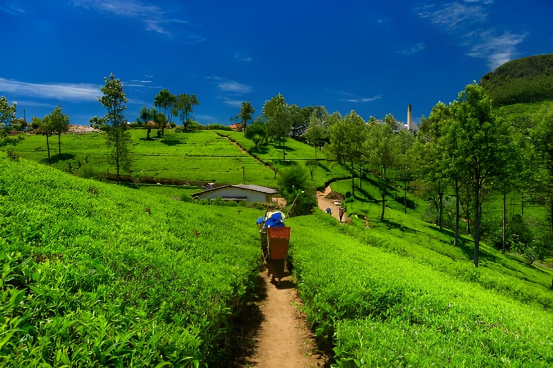 Awesome Assam - Adventure World India